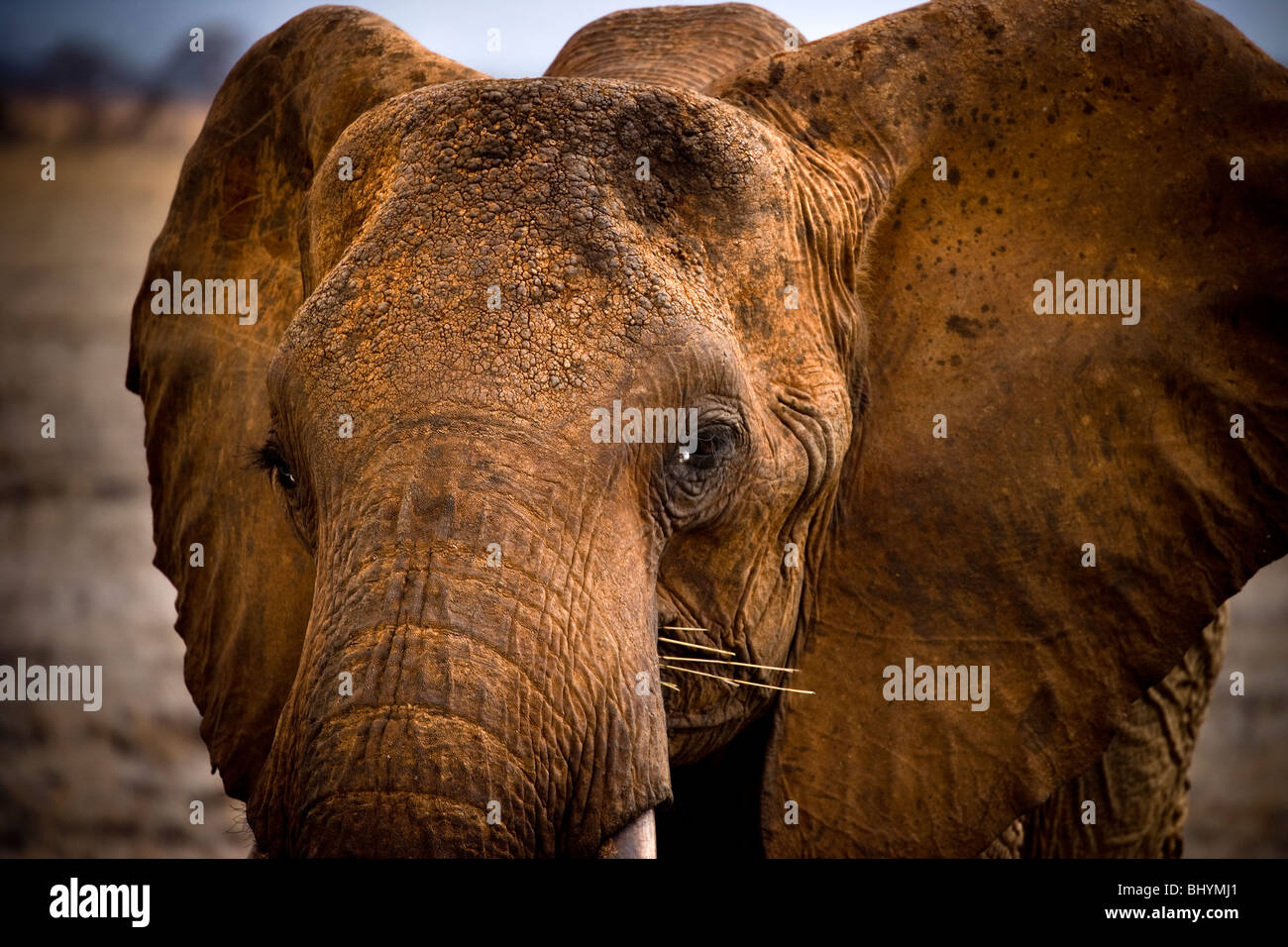 Lone Elephant, Tsavo East NP, Kenya, East Africa Stock Photo - Alamy