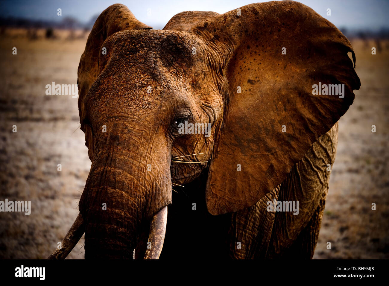 Lone Elephant, Tsavo East NP, Kenya, East Africa Stock Photo - Alamy