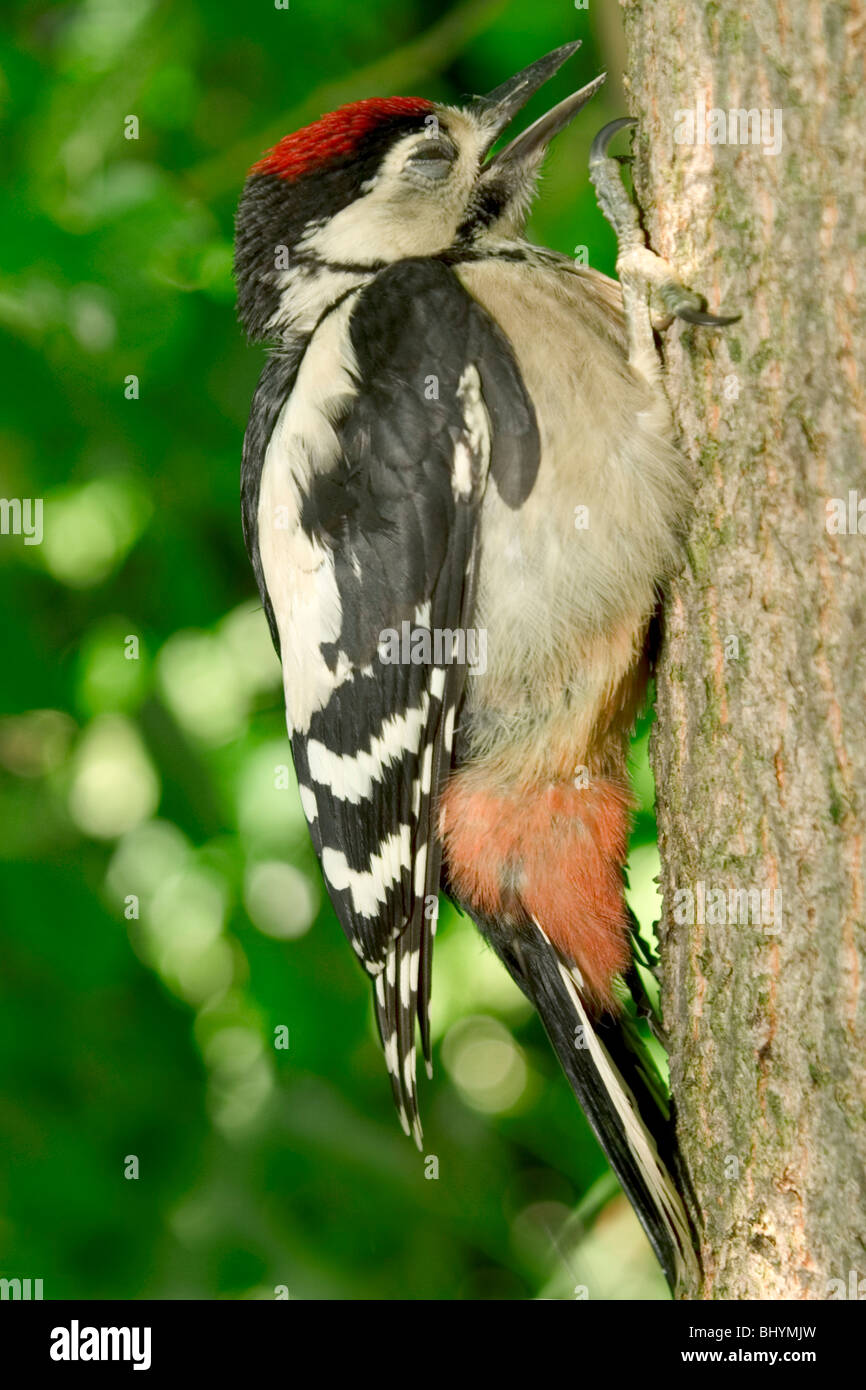 Picoides major hi-res stock photography and images - Alamy