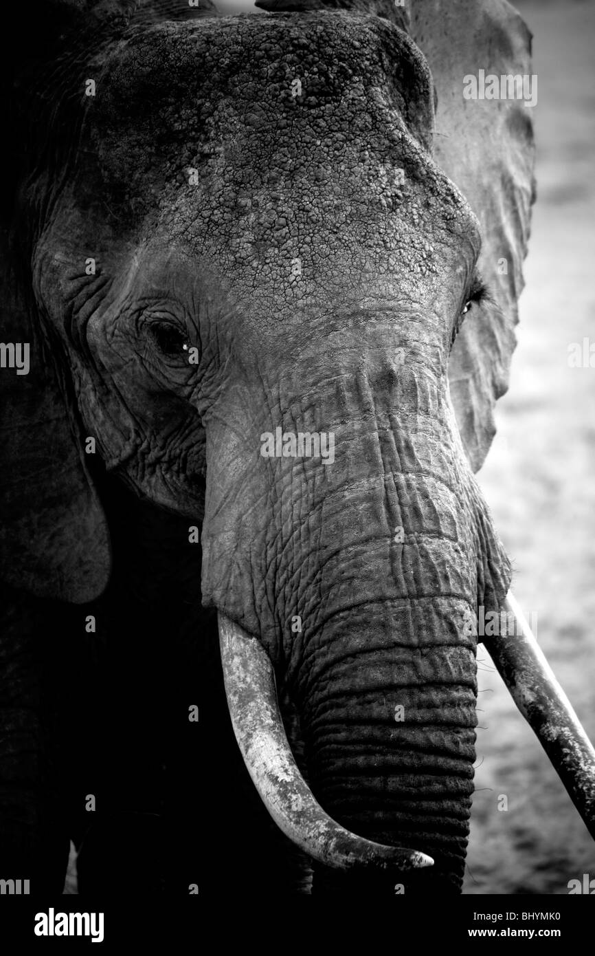 Lone Elephant, Tsavo East NP, Kenya, East Africa Stock Photo - Alamy