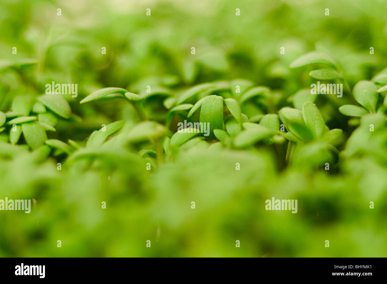 The kress hi-res stock photography and images - Alamy