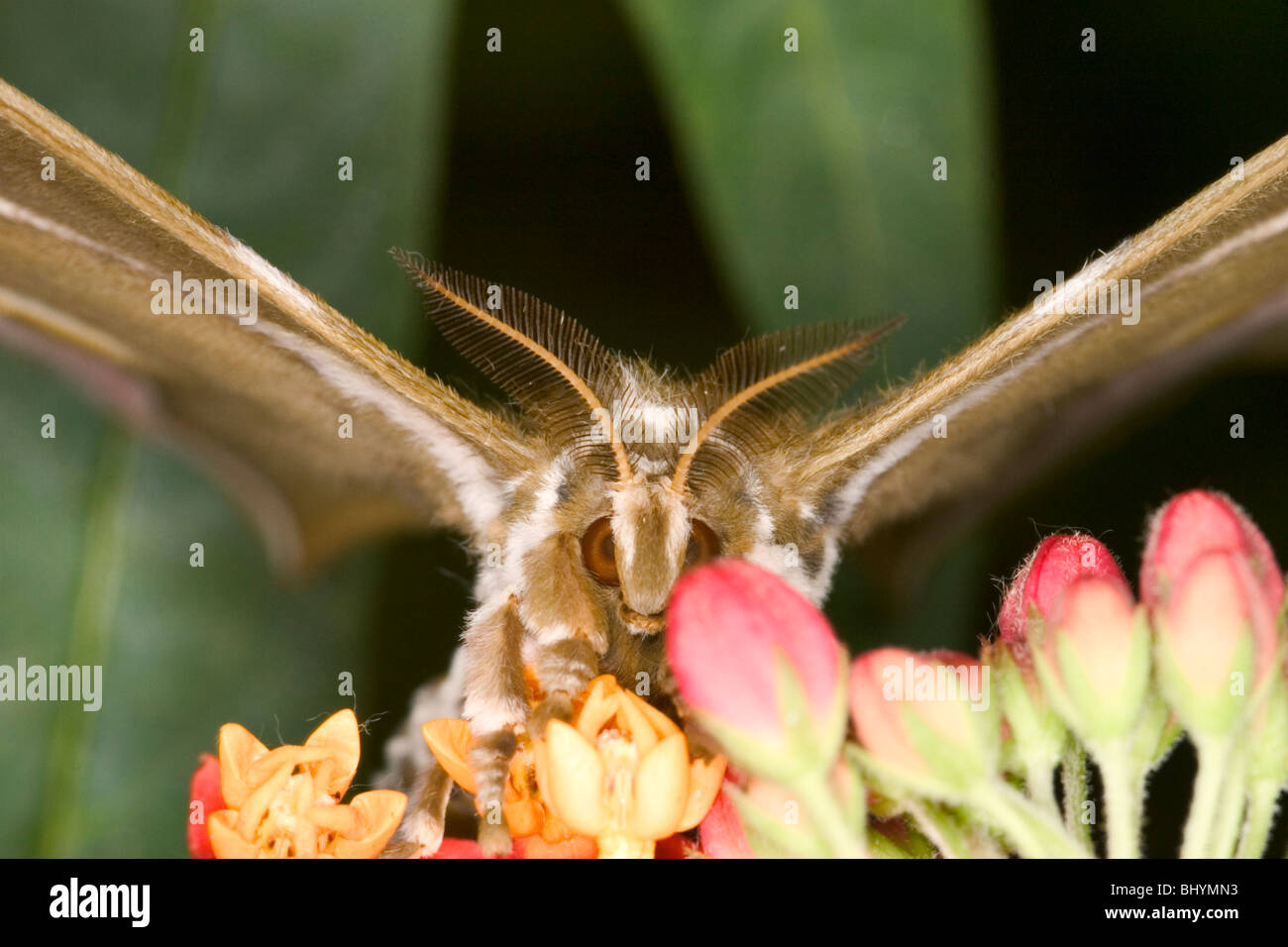 Samia cynthia butterfly hi-res stock photography and images - Alamy