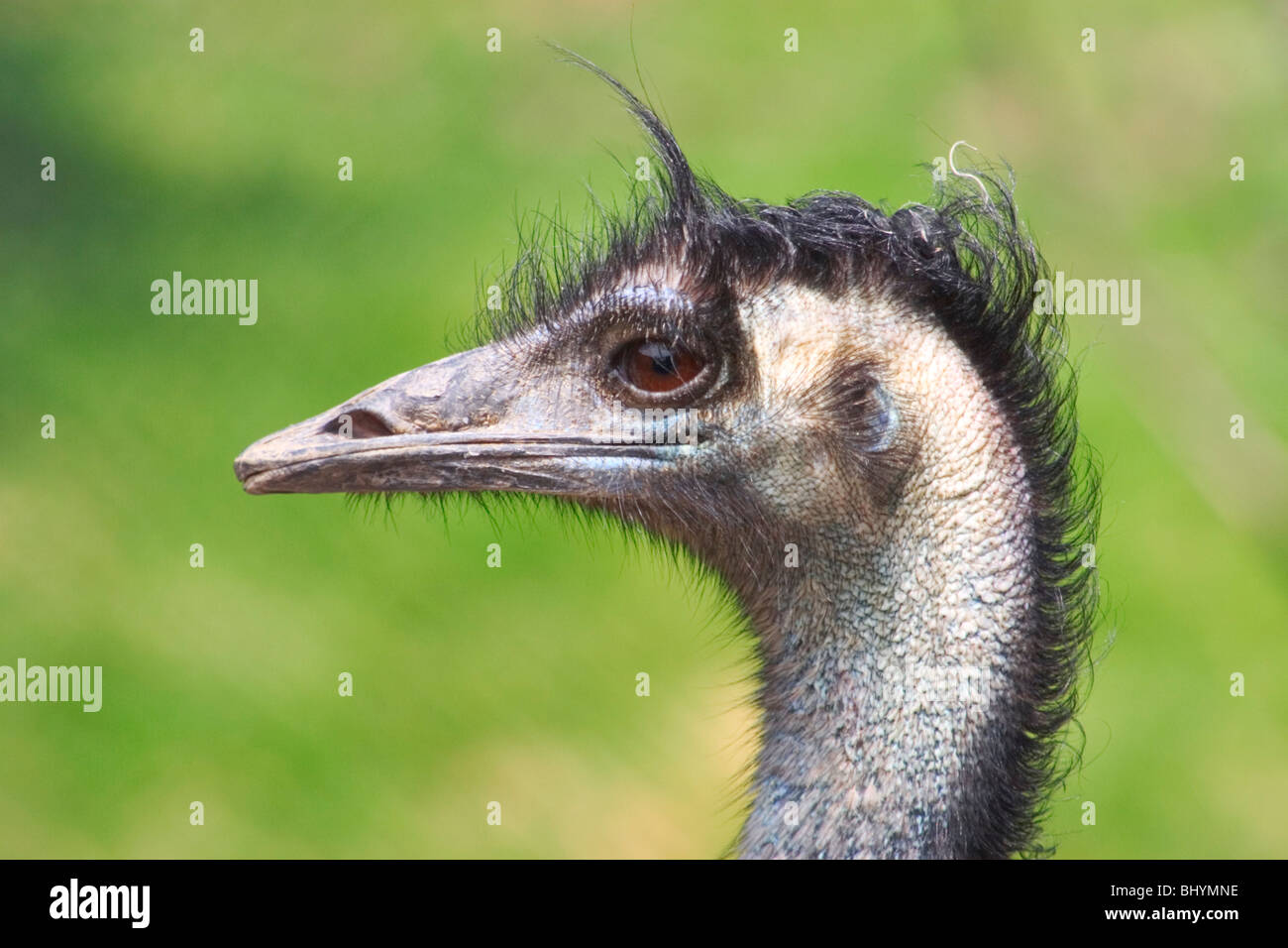 ostrich Struthio camelus view of head Stock Photo - Alamy