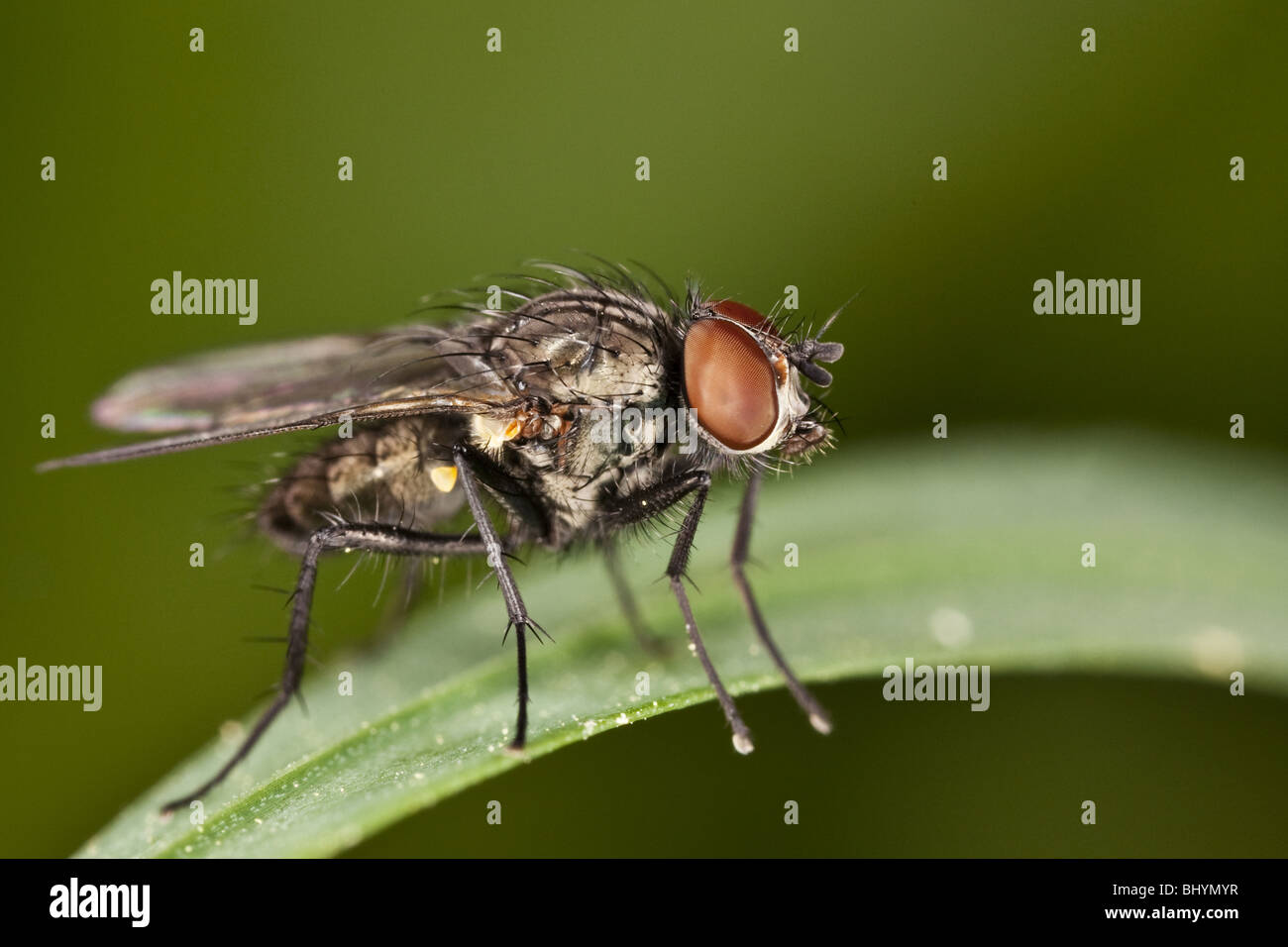 housefly (Musca domestica Stock Photo - Alamy