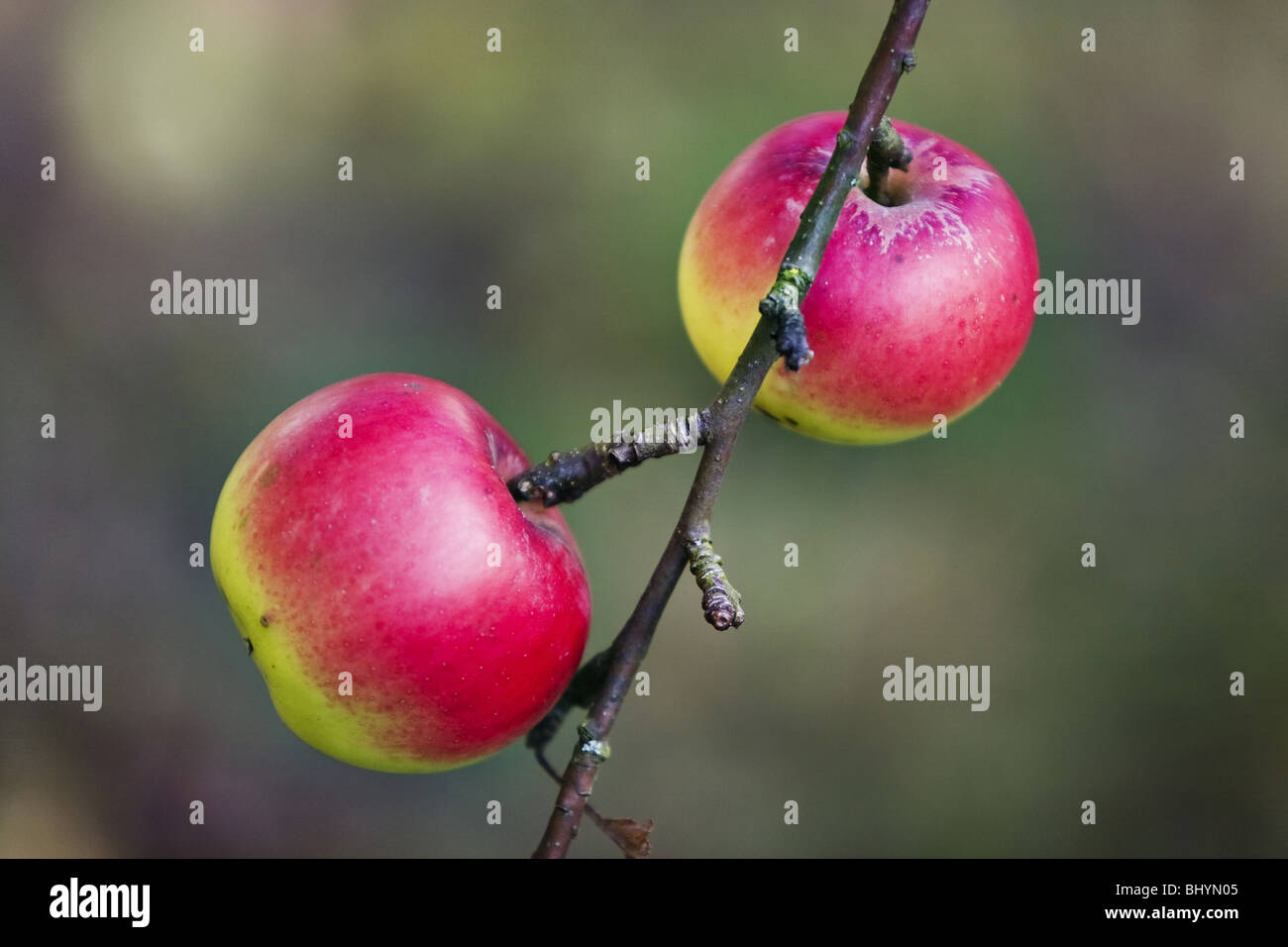 apple on a limb Stock Photo - Alamy