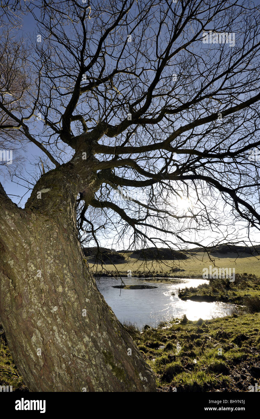 Crooked tree overhanging pond with blue sky in the winter Stock Photo ...