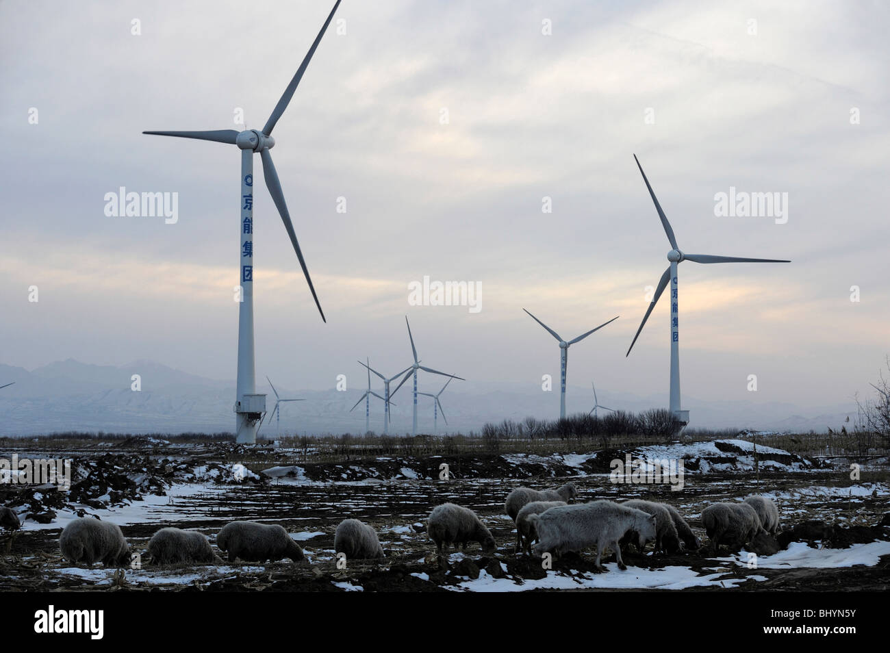Sheep in Wind Farm in China. 02-Mar-2010 Stock Photo - Alamy