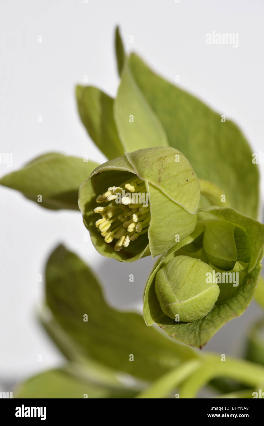 Stinking hellebore Helleborus foetidus in flower with white background ...