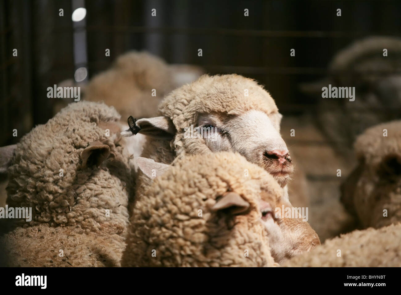 Australian sheep shearing hi-res stock photography and images - Alamy