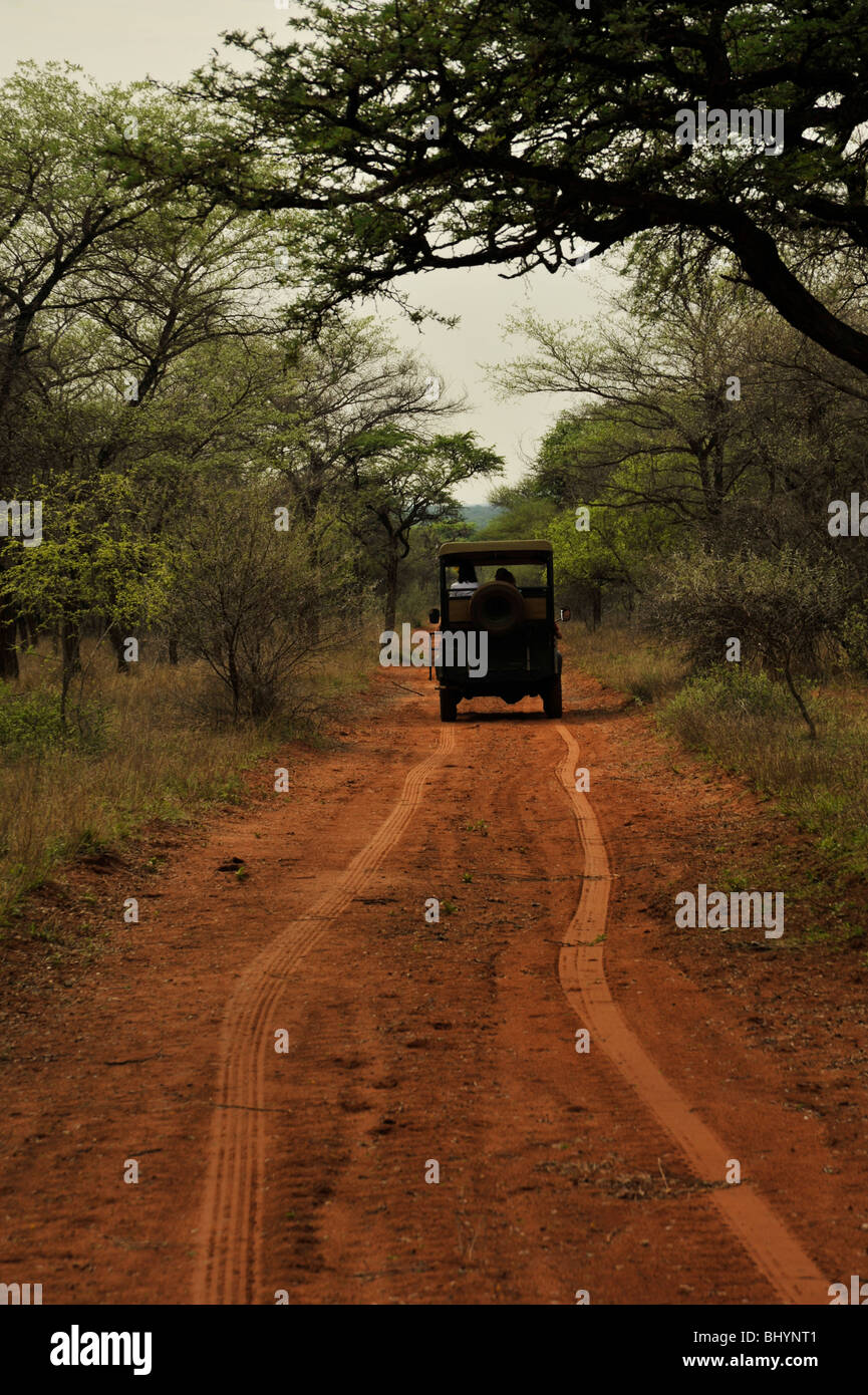 Limpopo, South Africa, landscape, tyre tracks of safari car driving off ...