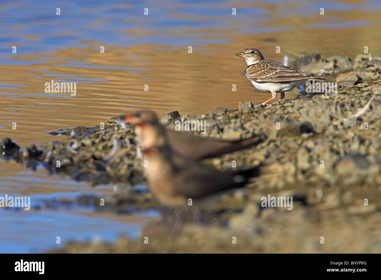 Calandra Lark Melanocorypha calandra Stock Photo - Alamy