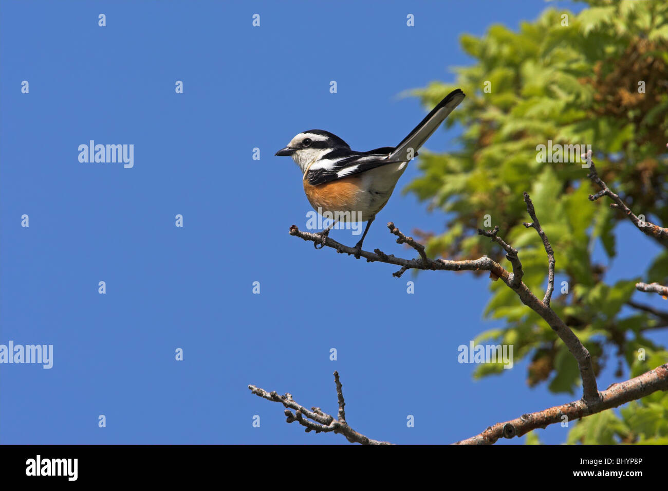 Masked Shrike Lanius nubicus Stock Photo - Alamy