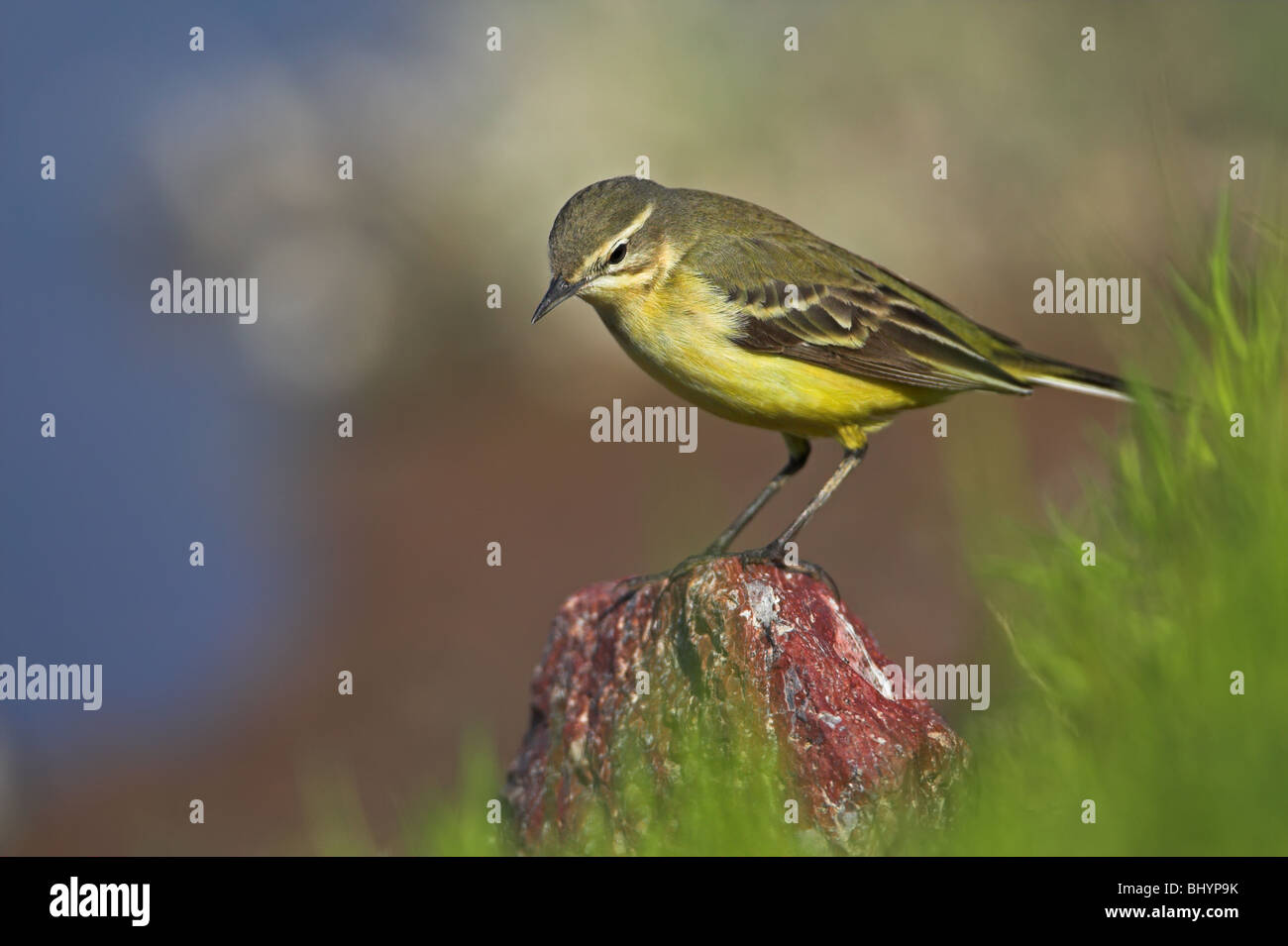 Yellow Wagtail Motacilla flava flava Stock Photo - Alamy