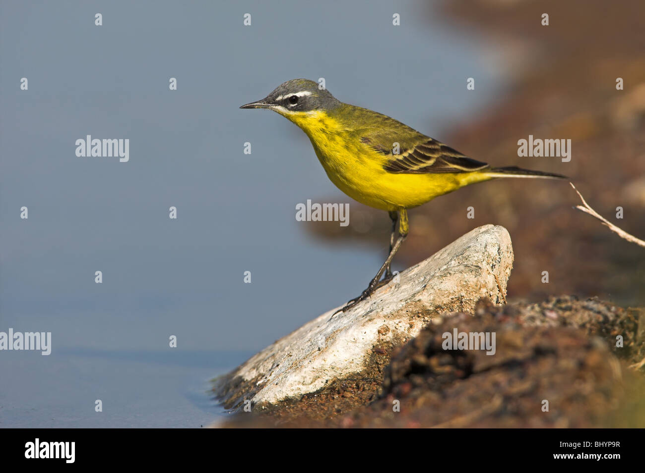 Yellow Wagtail Motacilla flava flava Stock Photo - Alamy