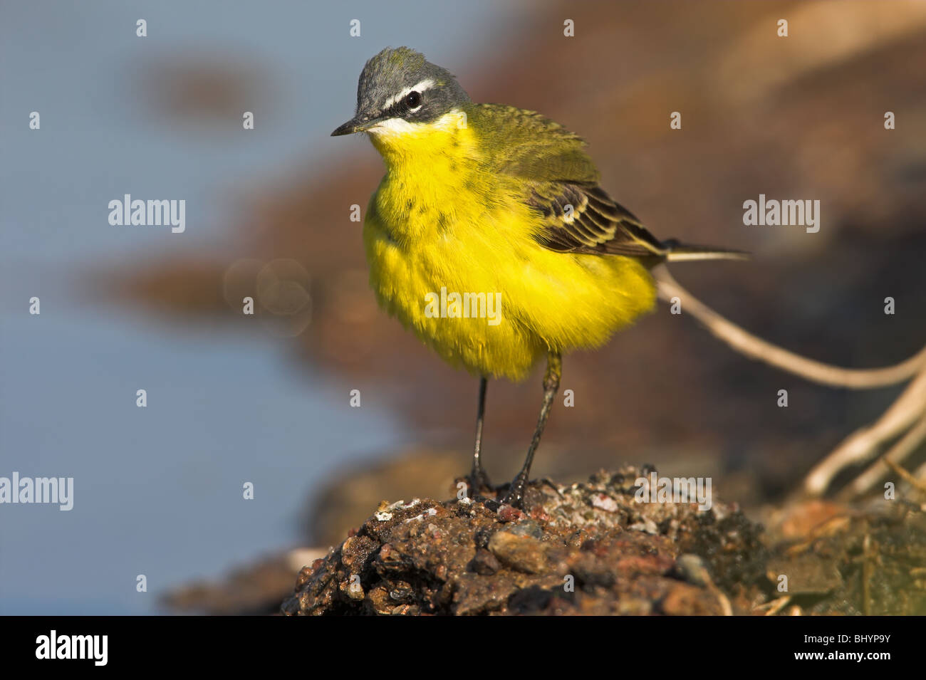 Yellow Wagtail Motacilla flava flava Stock Photo - Alamy