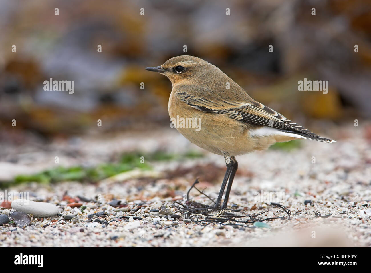 Wheatear foraging hi-res stock photography and images - Alamy