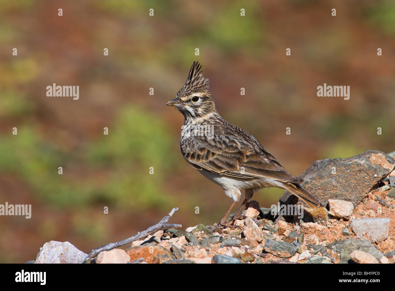 Thekla Lark Galerida theklae Stock Photo - Alamy Thekla Lark Galerida theklae Stock Photo - Alamy