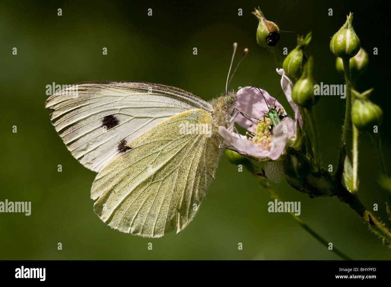 Large White - Pieris brassicae Stock Photo - Alamy