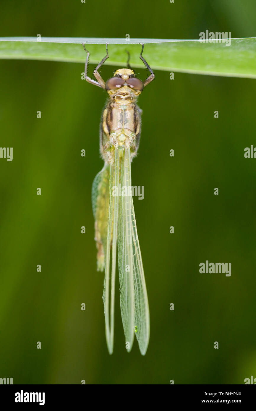 Four-spotted Chaser (Libellula quadrimaculata) comes out of its larva ...