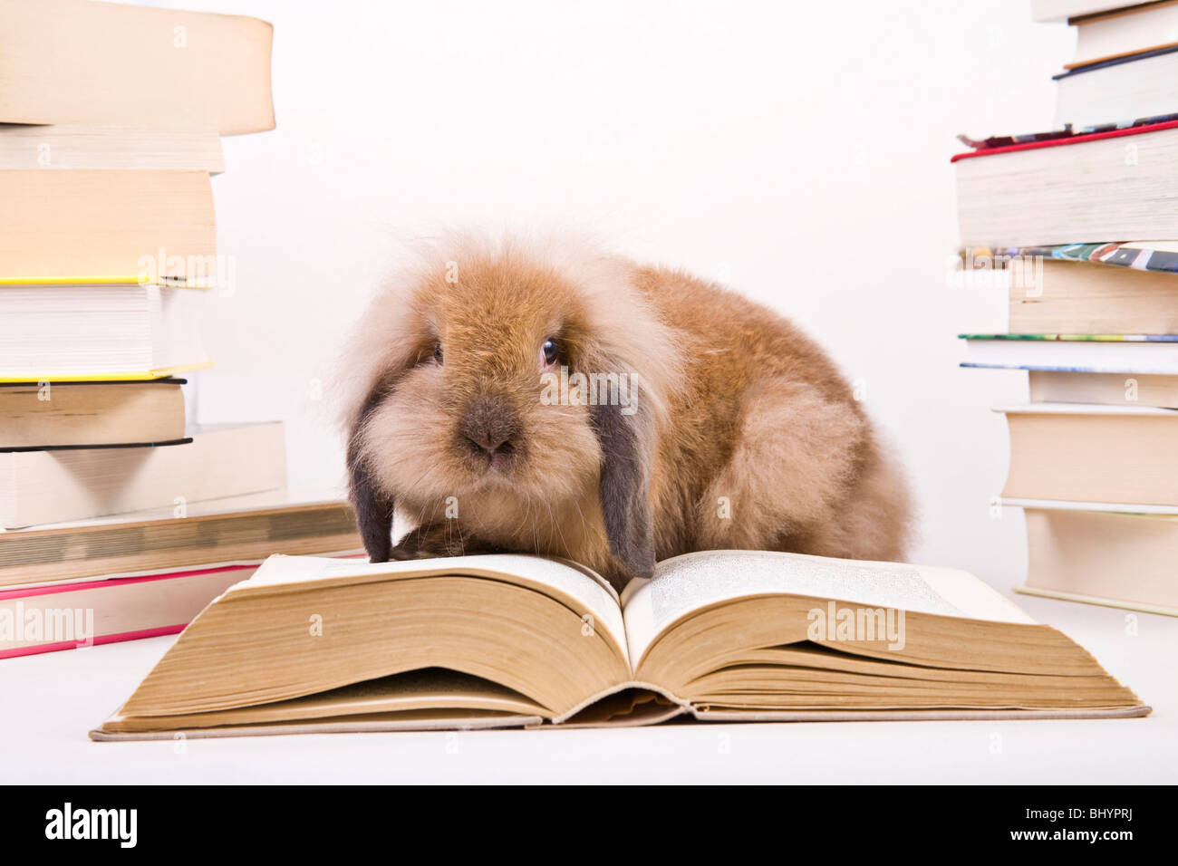 hare with books Stock Photo - Alamy