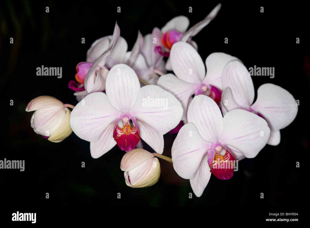 pink orchid blossoms Stock Photo - Alamy