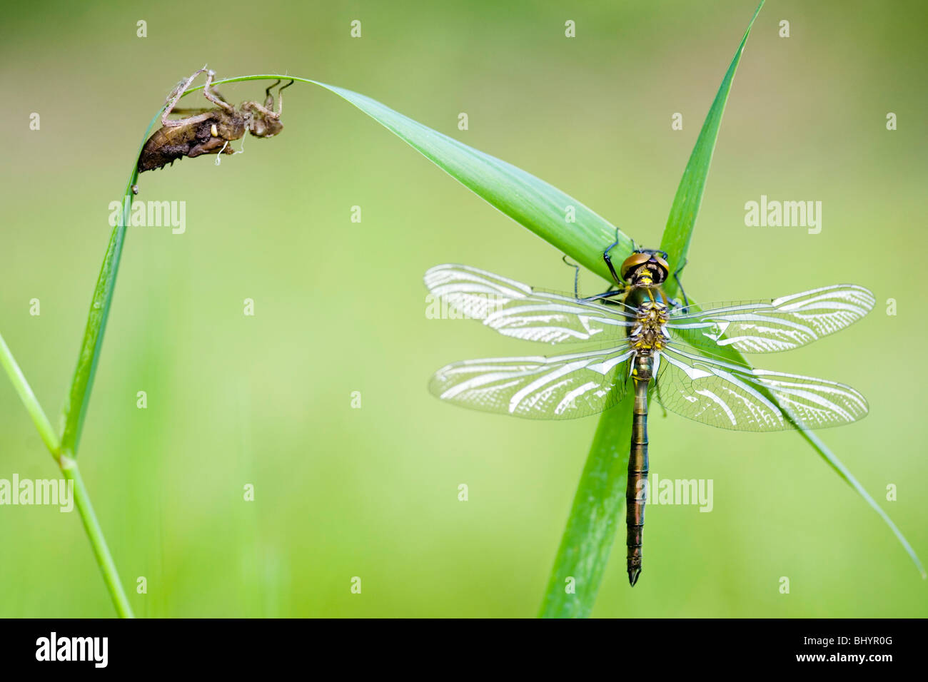 Dragonfly larvas hi-res stock photography and images - Alamy