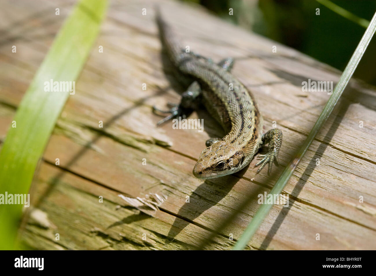 Common lizard hi-res stock photography and images - Alamy