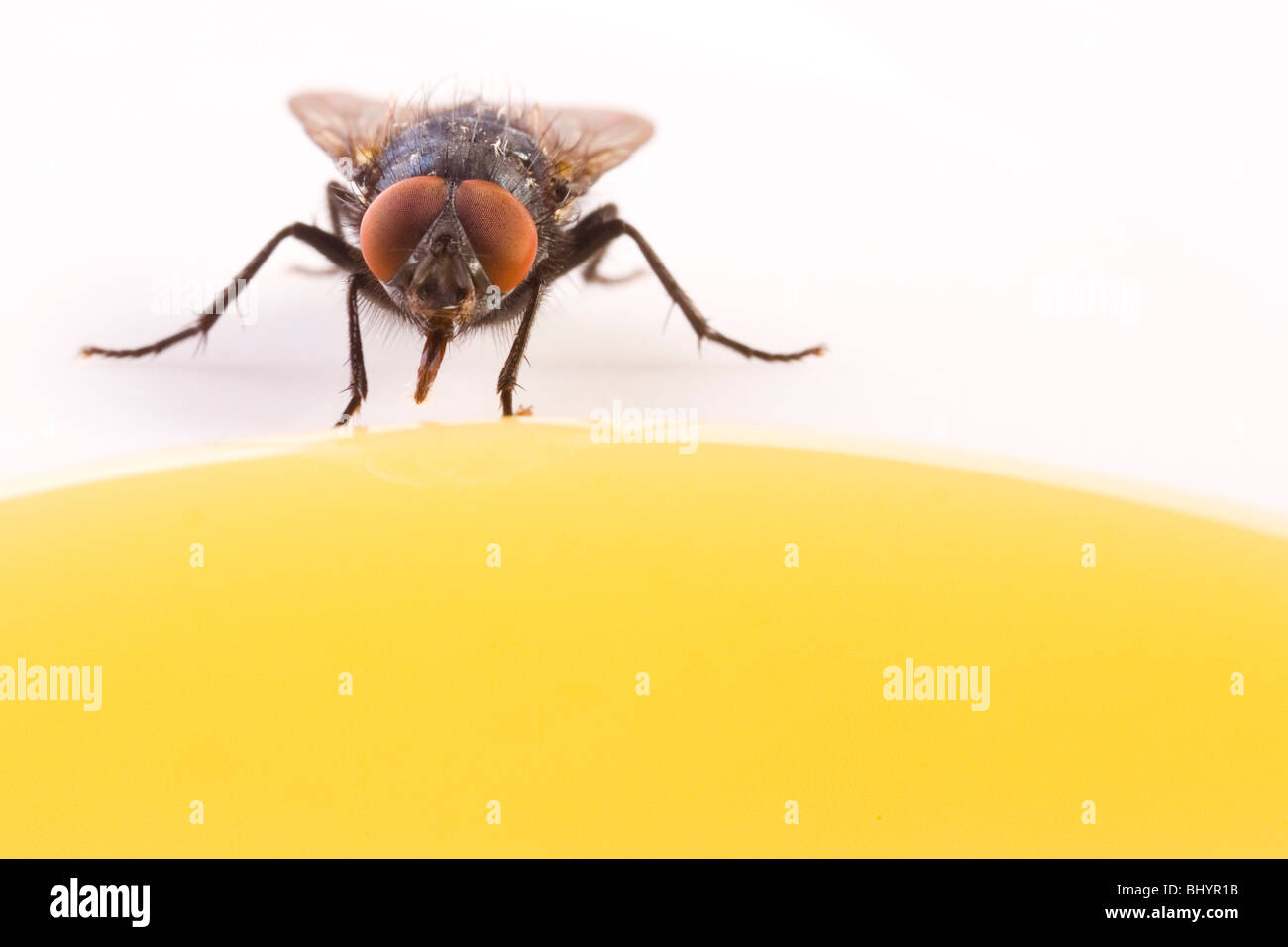 blue bottle fly eat honey Stock Photo - Alamy