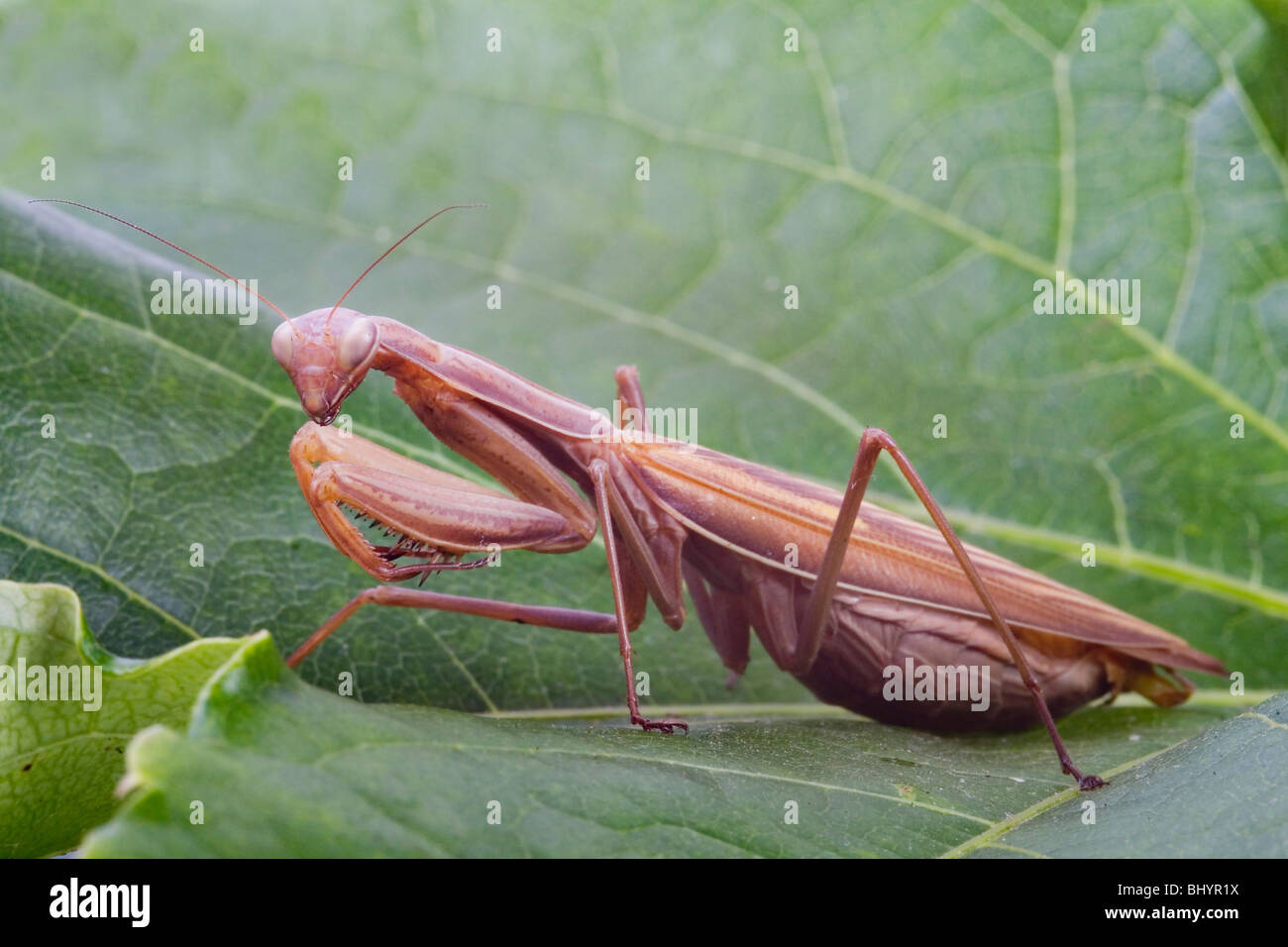 Praying Mantis (Mantis religiosa Stock Photo - Alamy