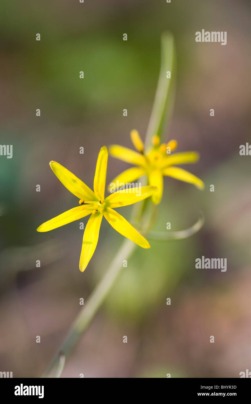 Gagea lutea blooming yellow hi-res stock photography and images - Alamy