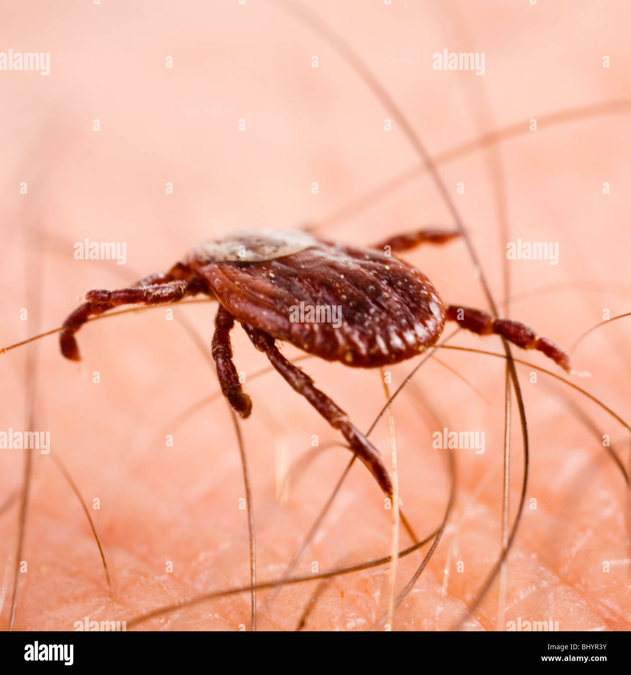 tick on a hand (Ixodes ricinus Stock Photo - Alamy