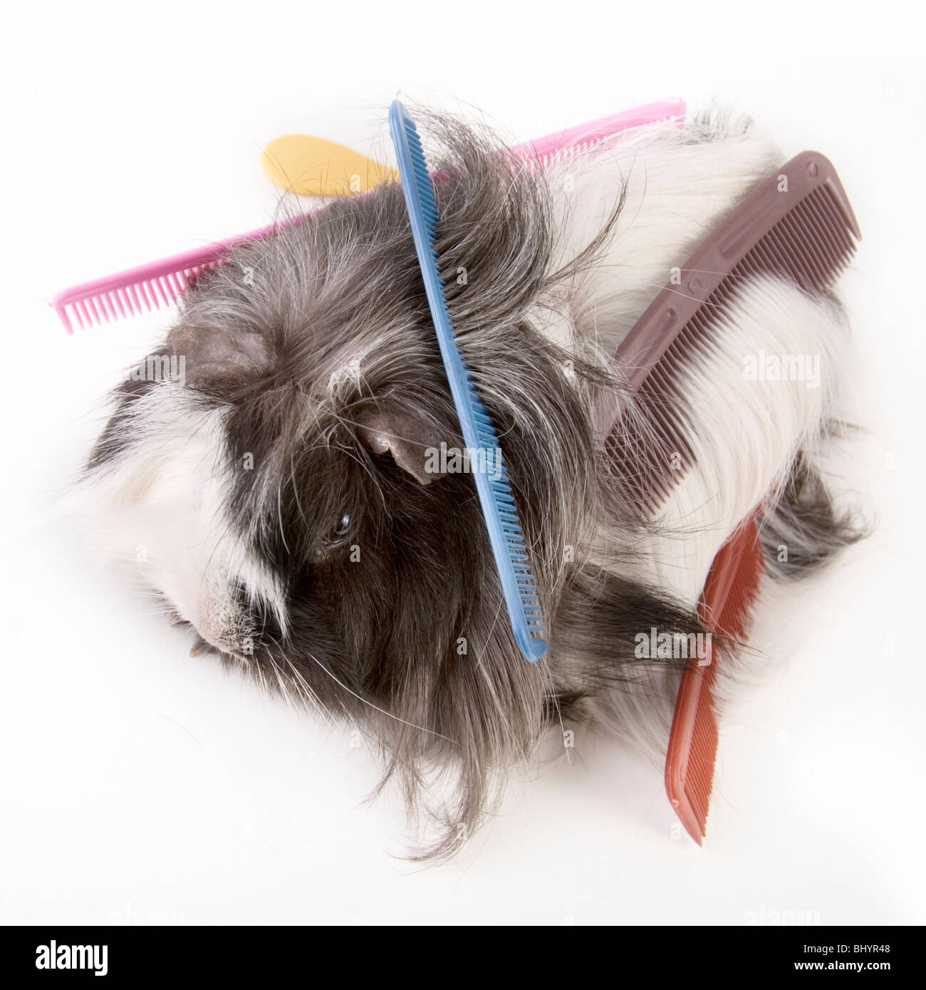 guinea pig with combs Stock Photo - Alamy