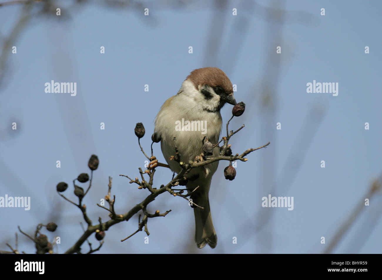 Crotch hi-res stock photography and images - Alamy