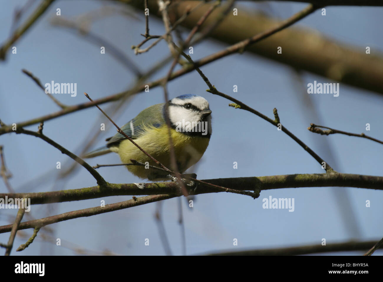Parus hi-res stock photography and images - Alamy