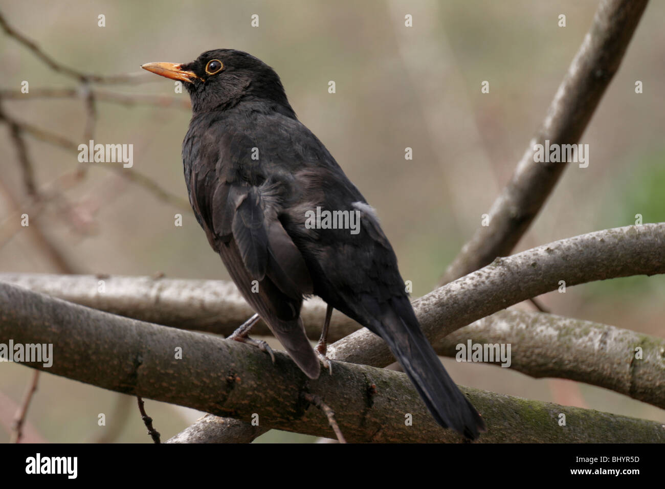 Blackbirds birds blackbird hi-res stock photography and images - Alamy