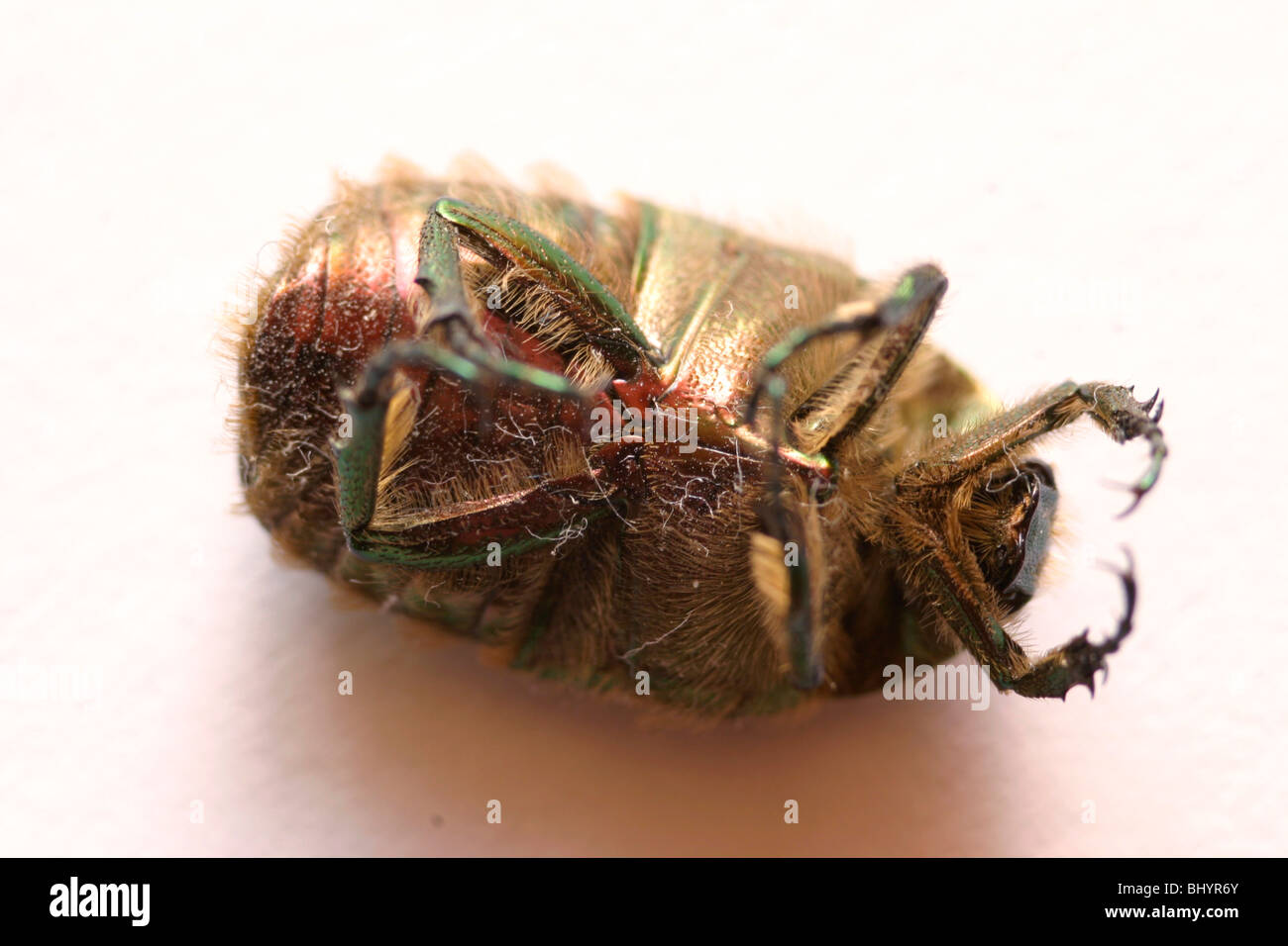 Back beetle hi-res stock photography and images - Alamy