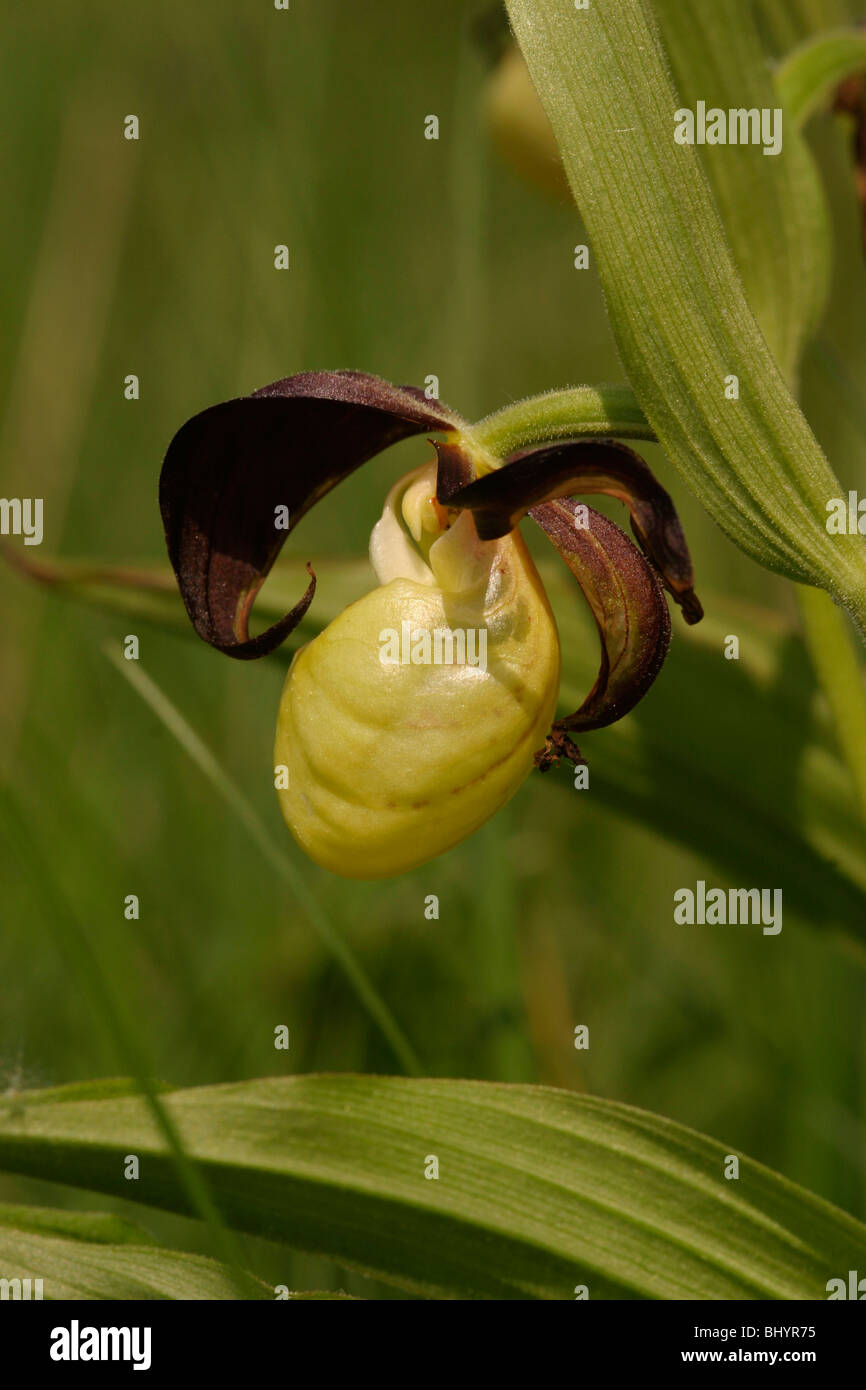 Cypripedium calceolus plants hi-res stock photography and images - Alamy