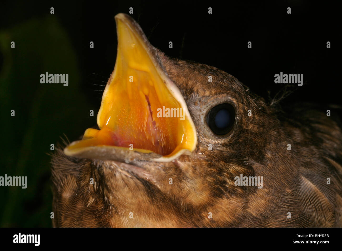 Outcry cry hi-res stock photography and images - Alamy