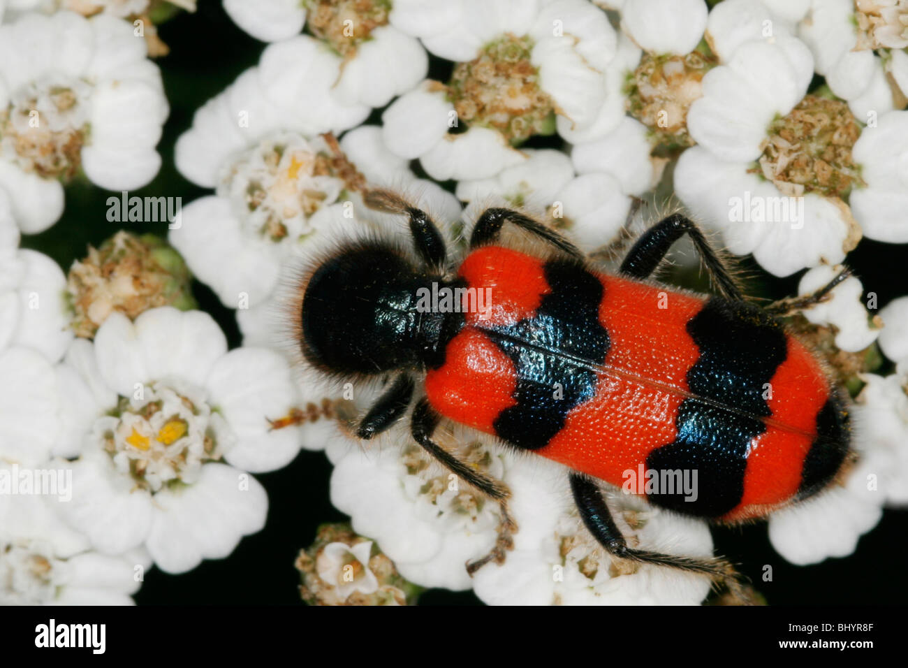 Trichodes apiarius bug hi-res stock photography and images - Alamy