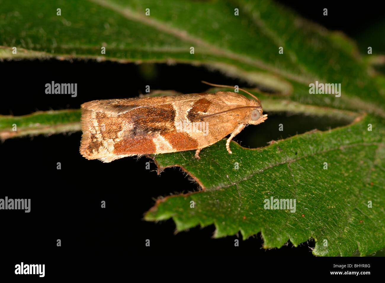 Erannis hi-res stock photography and images - Alamy