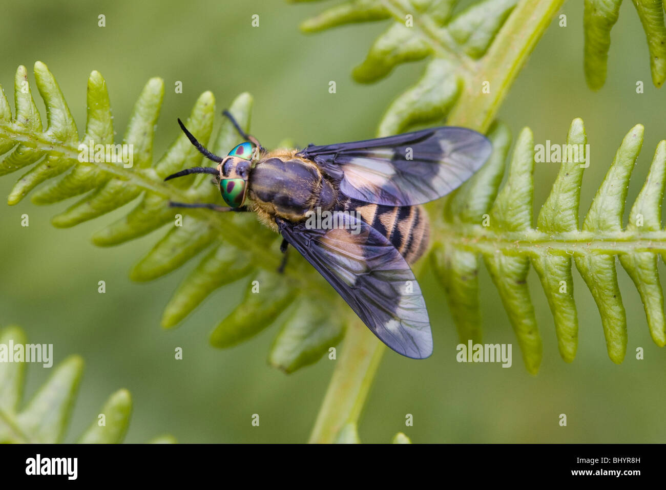 Twin-lobed deerfly - Chrysops relictus Stock Photo - Alamy