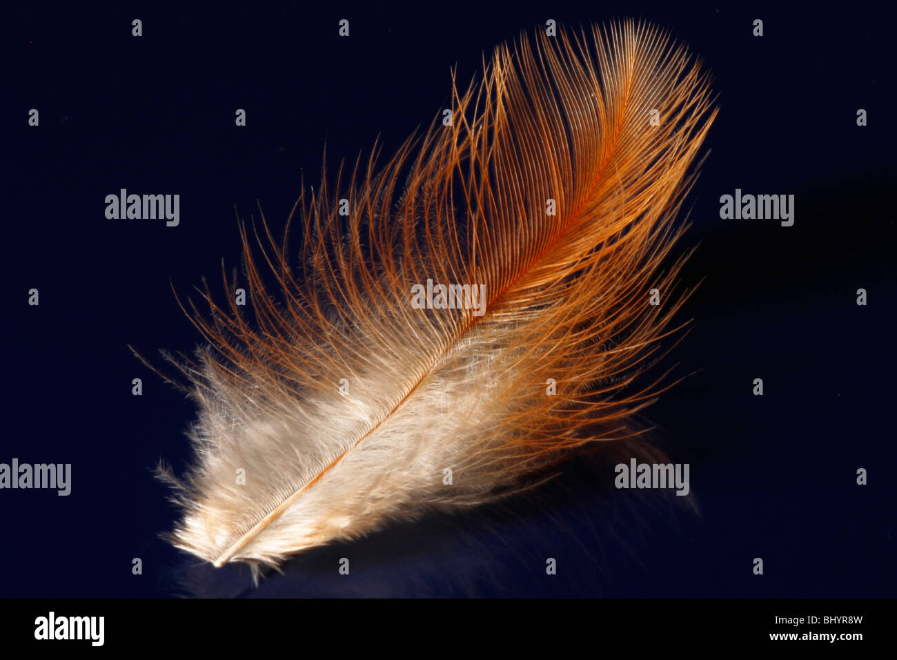 Feather/spring of a chicken Stock Photo - Alamy