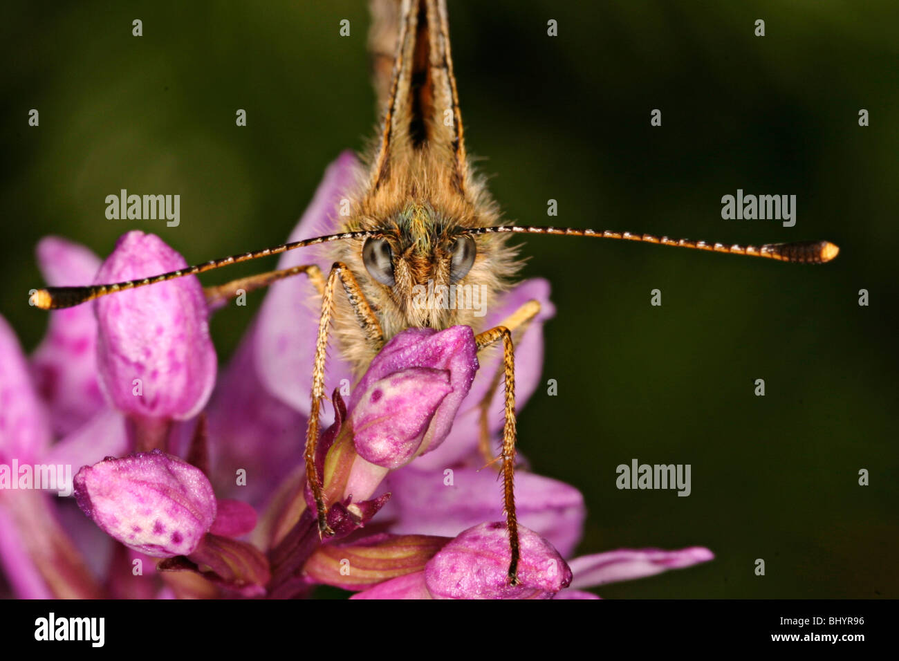 Selene hi-res stock photography and images - Alamy