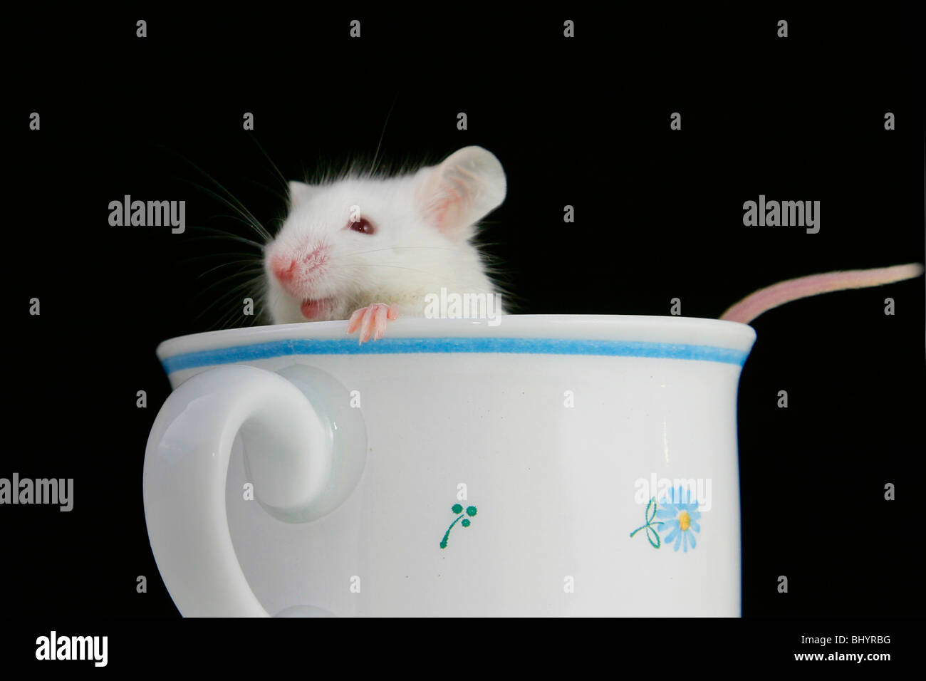 white mouse in cup Stock Photo - Alamy