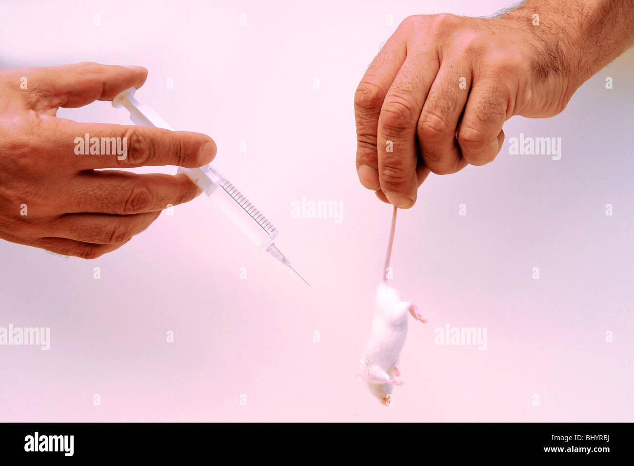 White mice experiment hi-res stock photography and images - Alamy