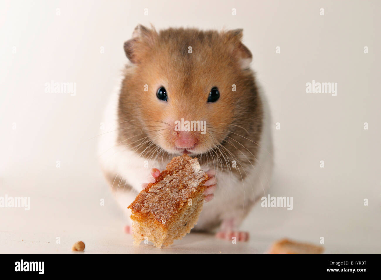 Golden hamster eat food hi-res stock photography and images - Alamy
