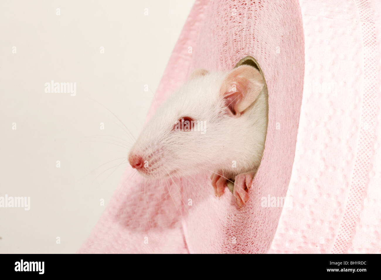 withe rat with toilet paper Stock Photo - Alamy