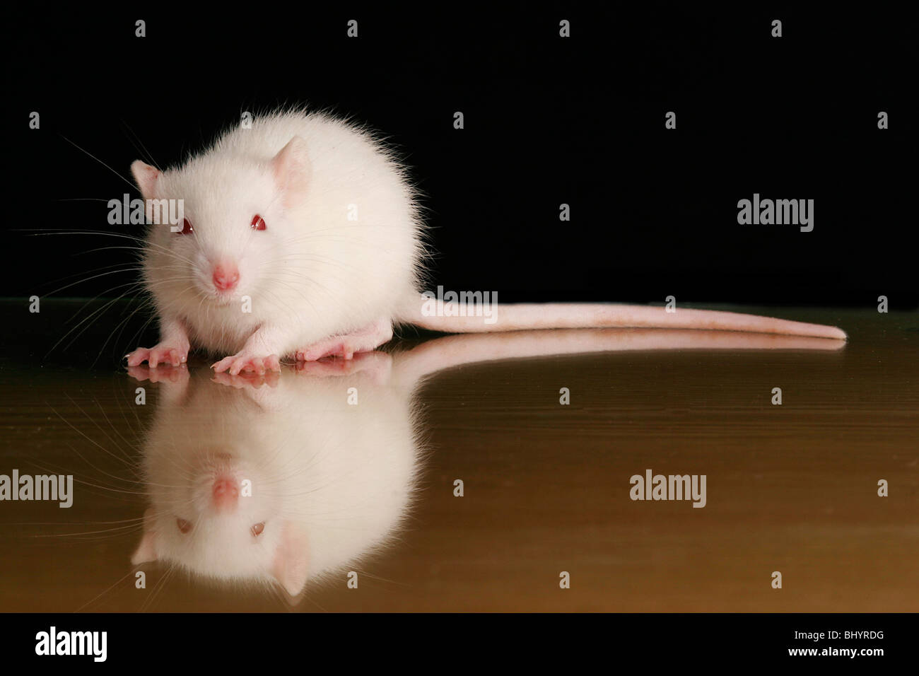 Pet rat domestic hi-res stock photography and images - Alamy