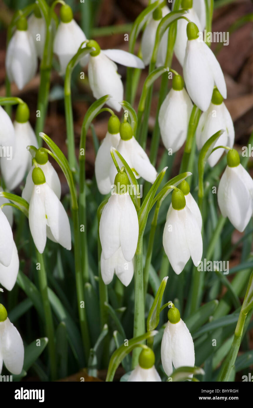 A Clump Of Snowdrops "galanthus Stock Photo - Alamy
