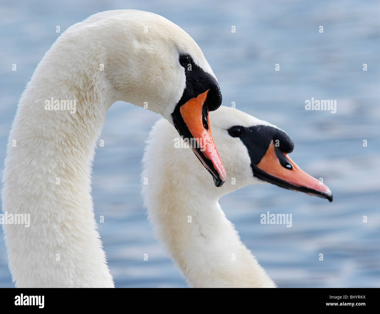 couple of swan Stock Photo - Alamy